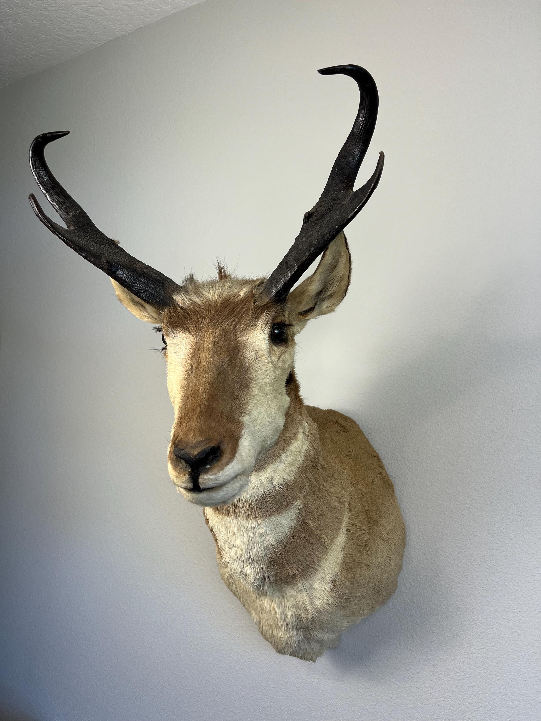 Taxidermy Pronghorn Antelope Head and Shoulder Trophy Mount! Cabin and ...