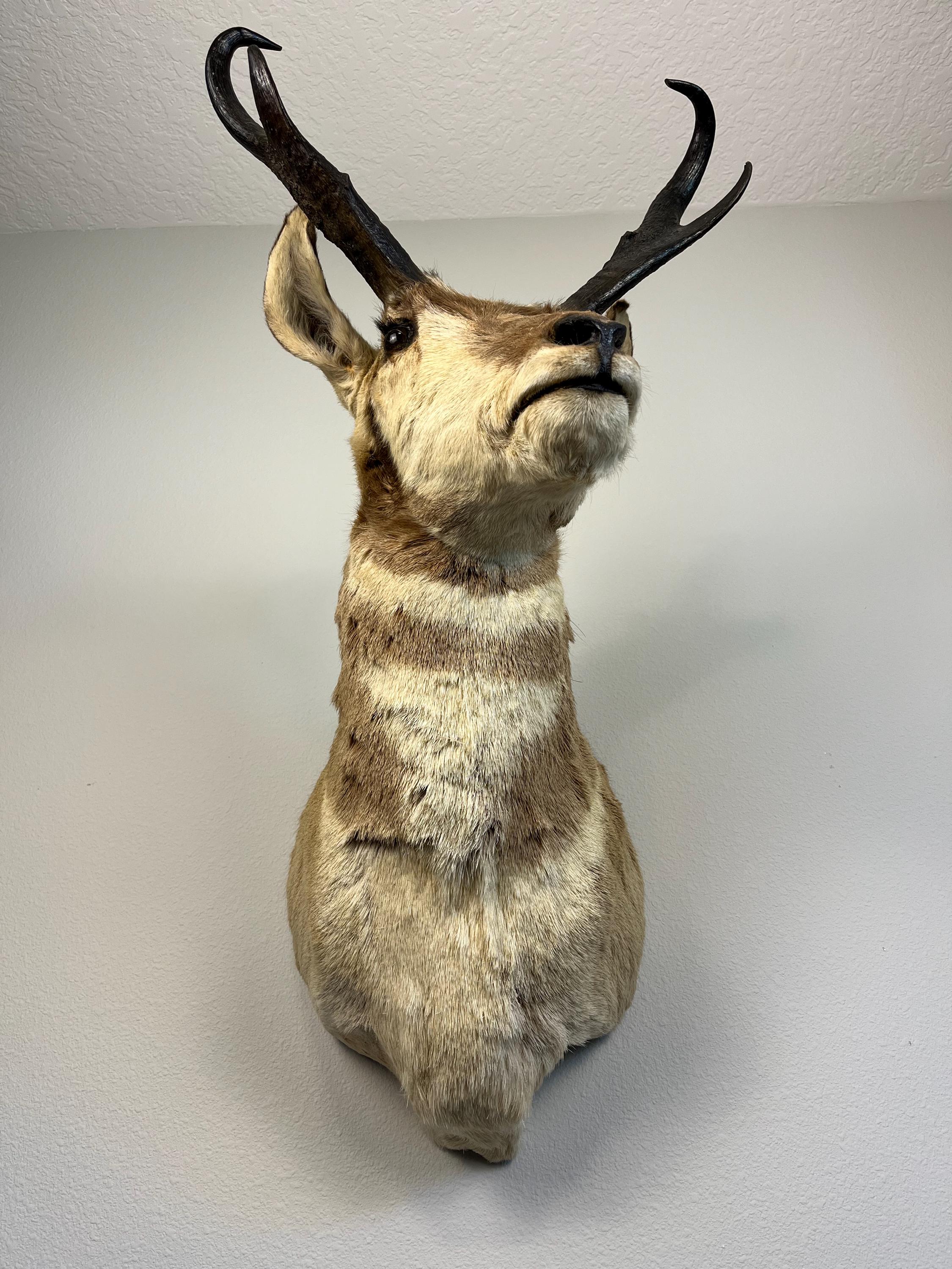 Taxidermy Pronghorn Antelope Head and Shoulder Trophy Mount! Cabin and ...