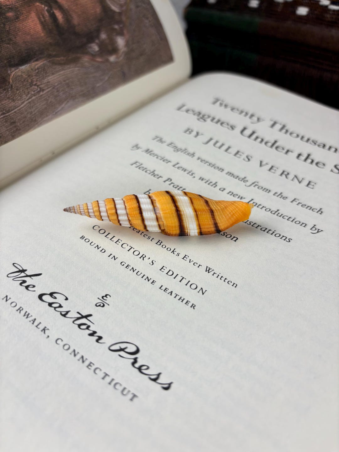 Whole Vexillum Regina Filiareginae Seashell, Rare, Natural, Display ...