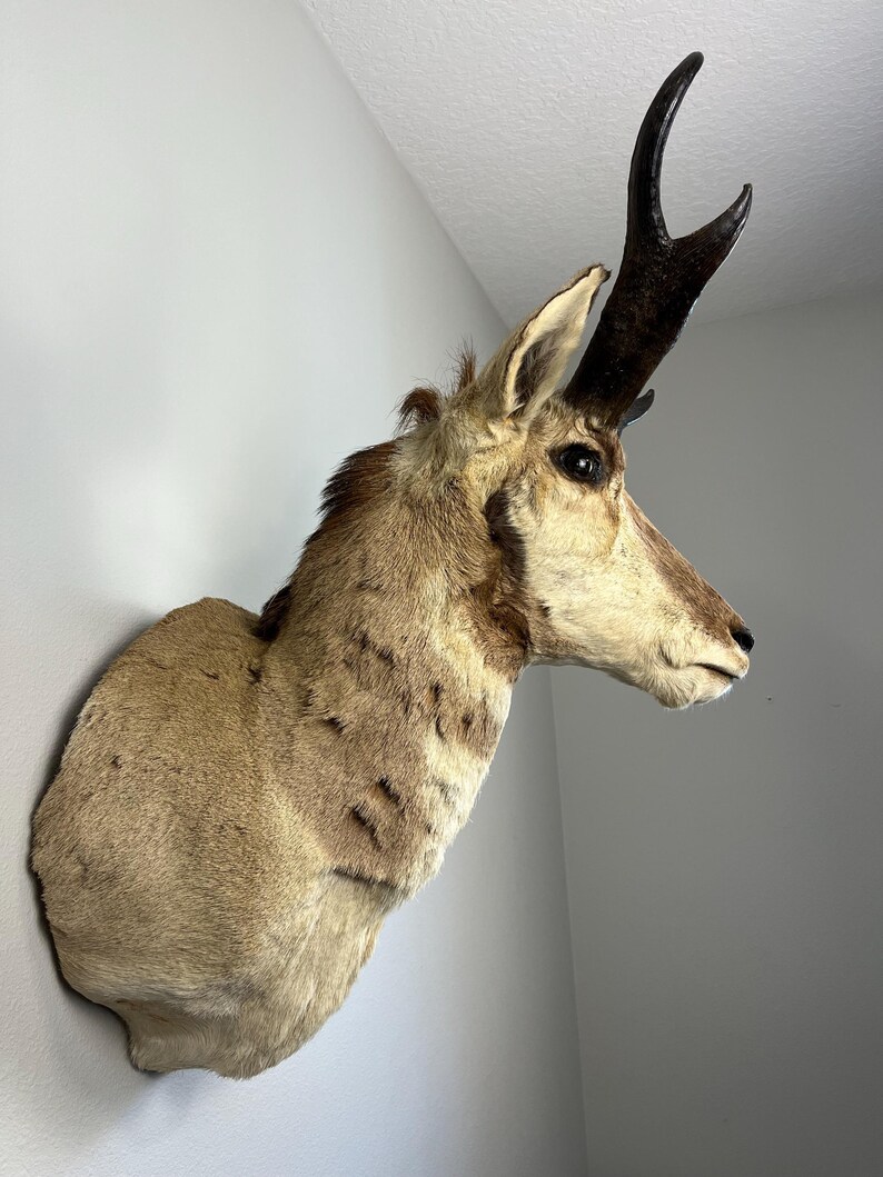 Taxidermy Pronghorn Antelope Head and Shoulder Trophy Mount! Cabin and ...
