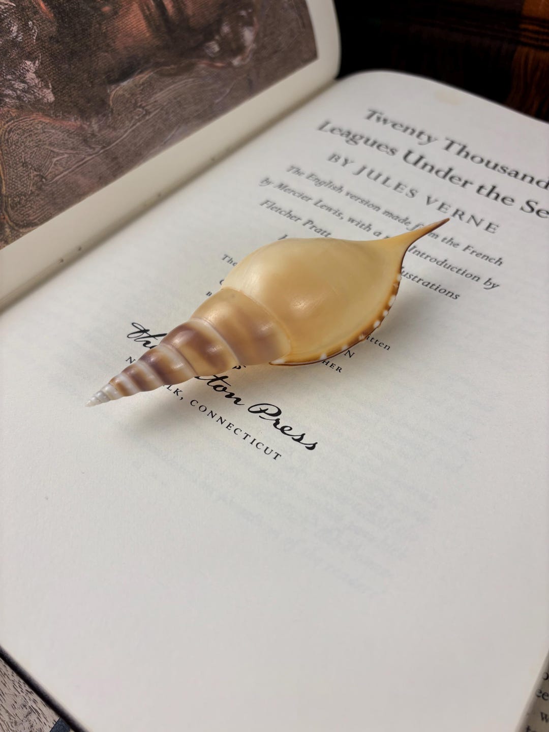 Whole Tibia Rostellariella Martinii Seashell, Rare, Natural, Display ...