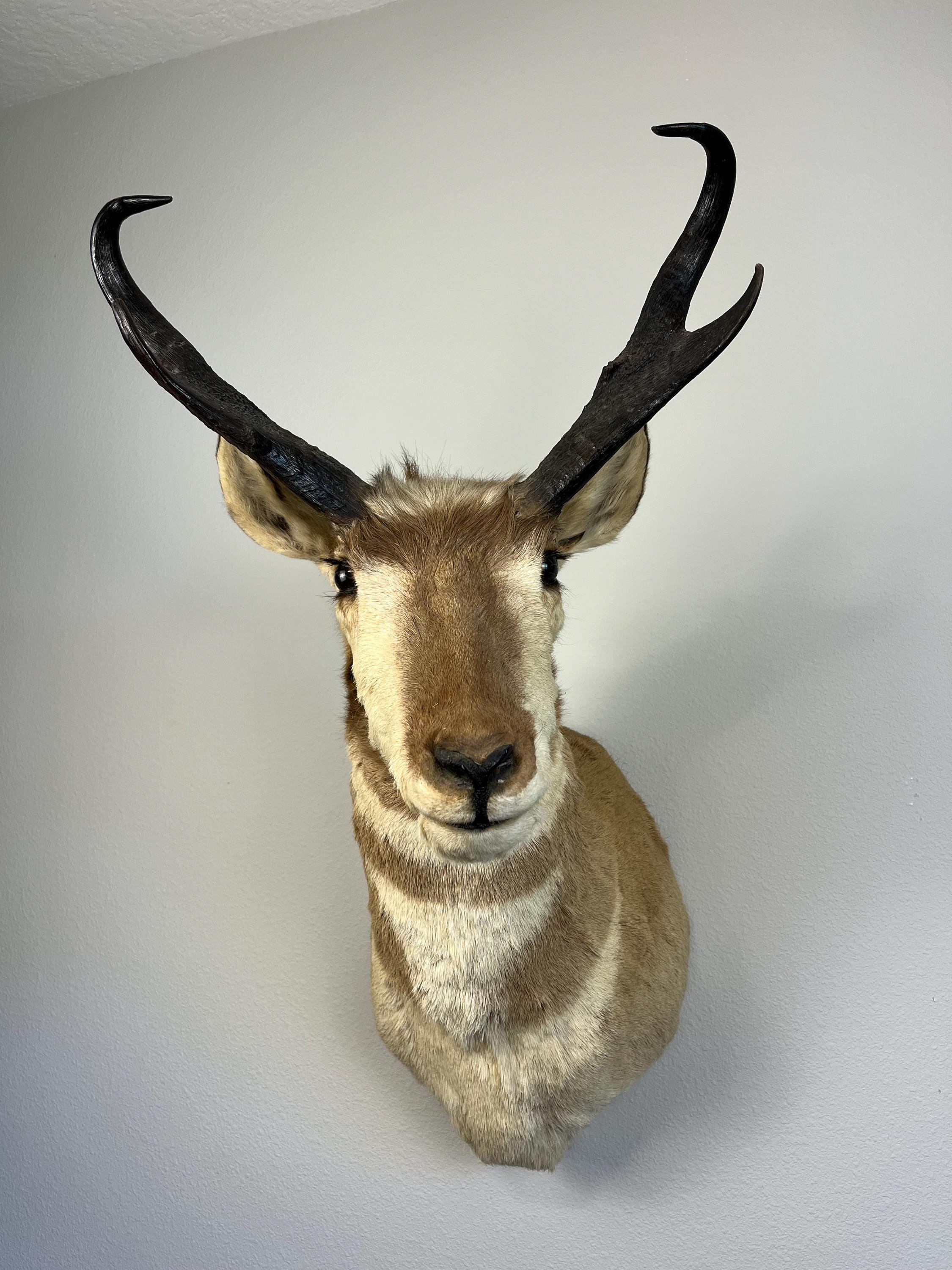 Taxidermy Pronghorn Antelope Head and Shoulder Trophy Mount! Cabin and ...