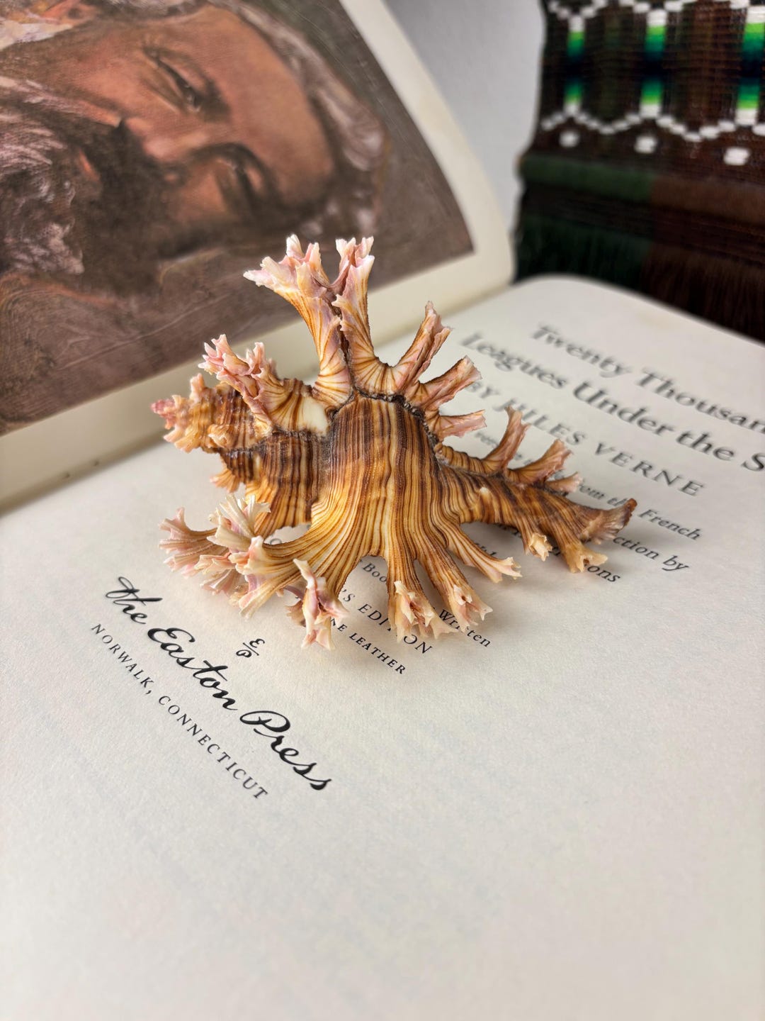 Whole Chicoreus Palmarosae Murex Seashell, Rare, Natural, Display ...