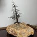 Handcrafted Large Agate With Copper Wire Tree Sculpture, Mid-century ...