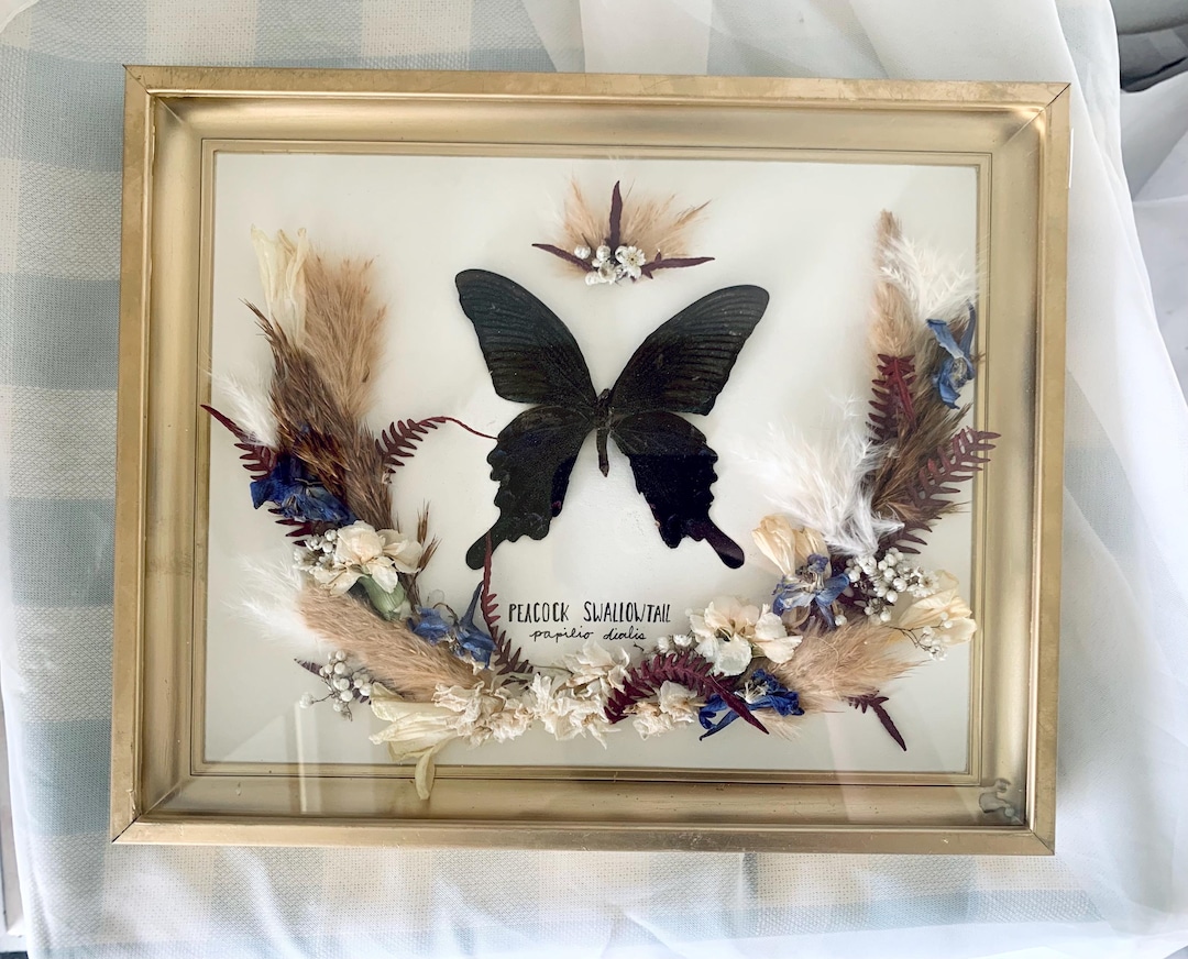Swallowtail Butterfly & Dried Flower Gold Framed Art- Pinned Butterfly ...
