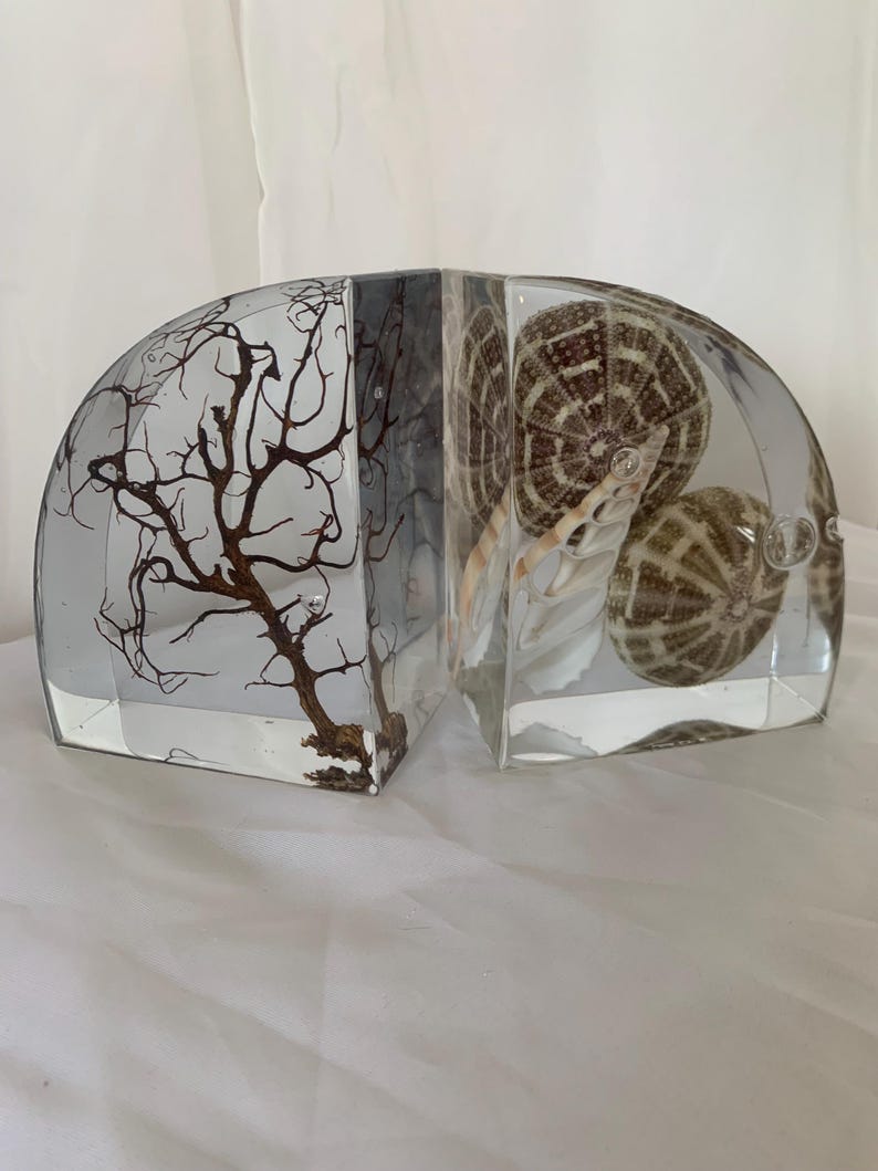 THE SEA BOOKENDS Sea Fan Sea Urchin Resin Art Preserved Specimen ...