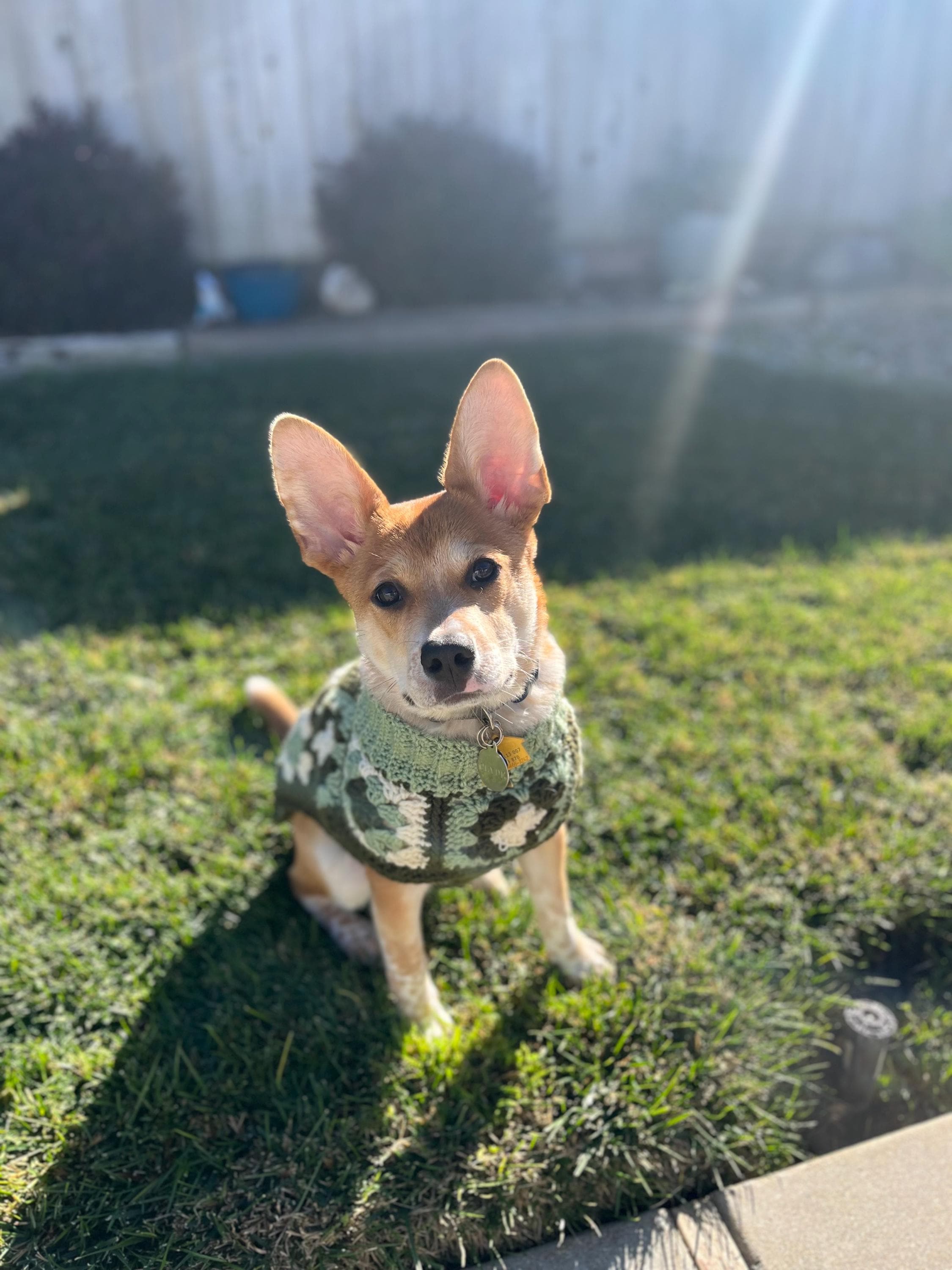 PATTERN ONLY Granny Square Dog Sweater - Etsy