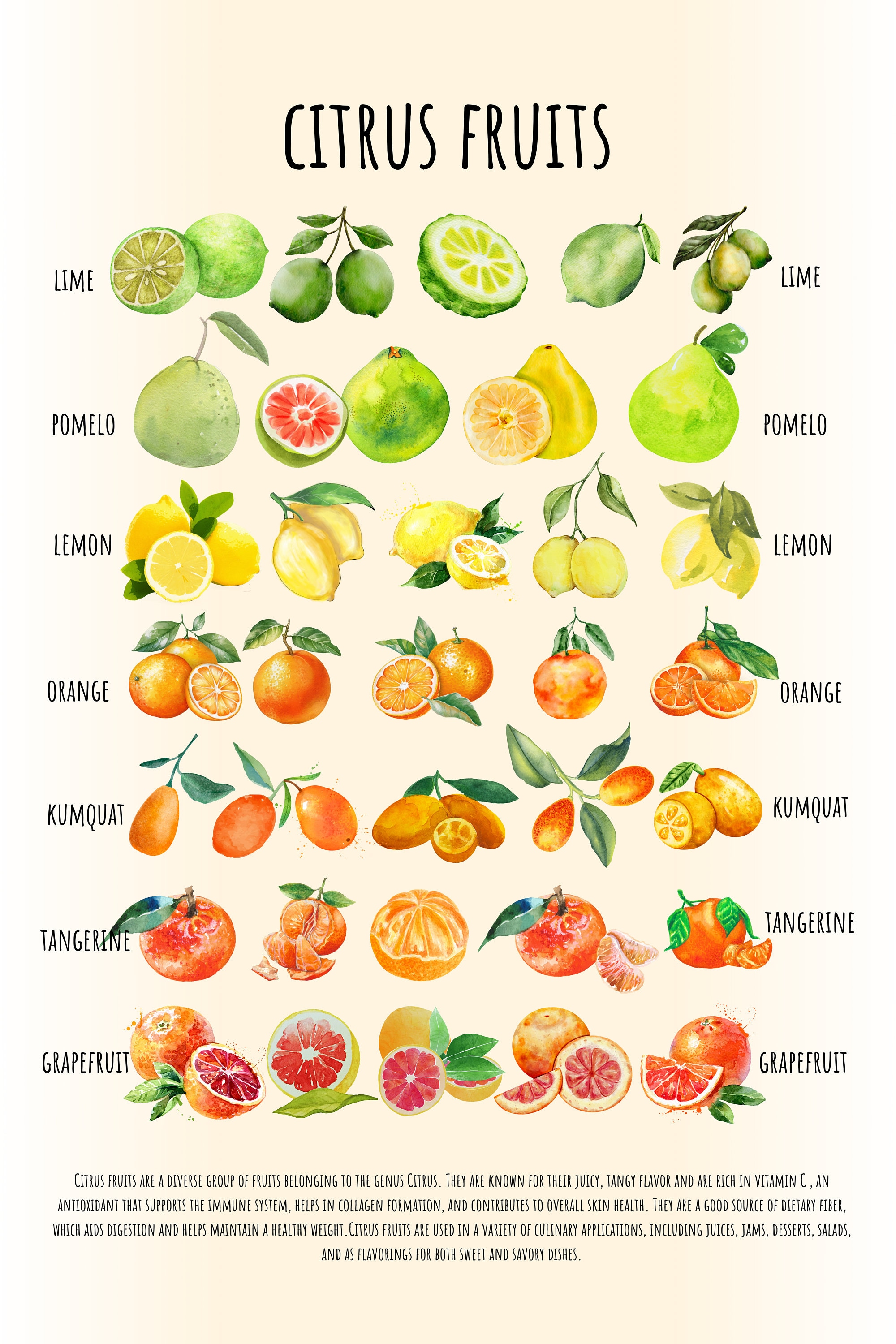 Citrus Fruits, Large Printable Art, Downloadable Prints, Digital ...