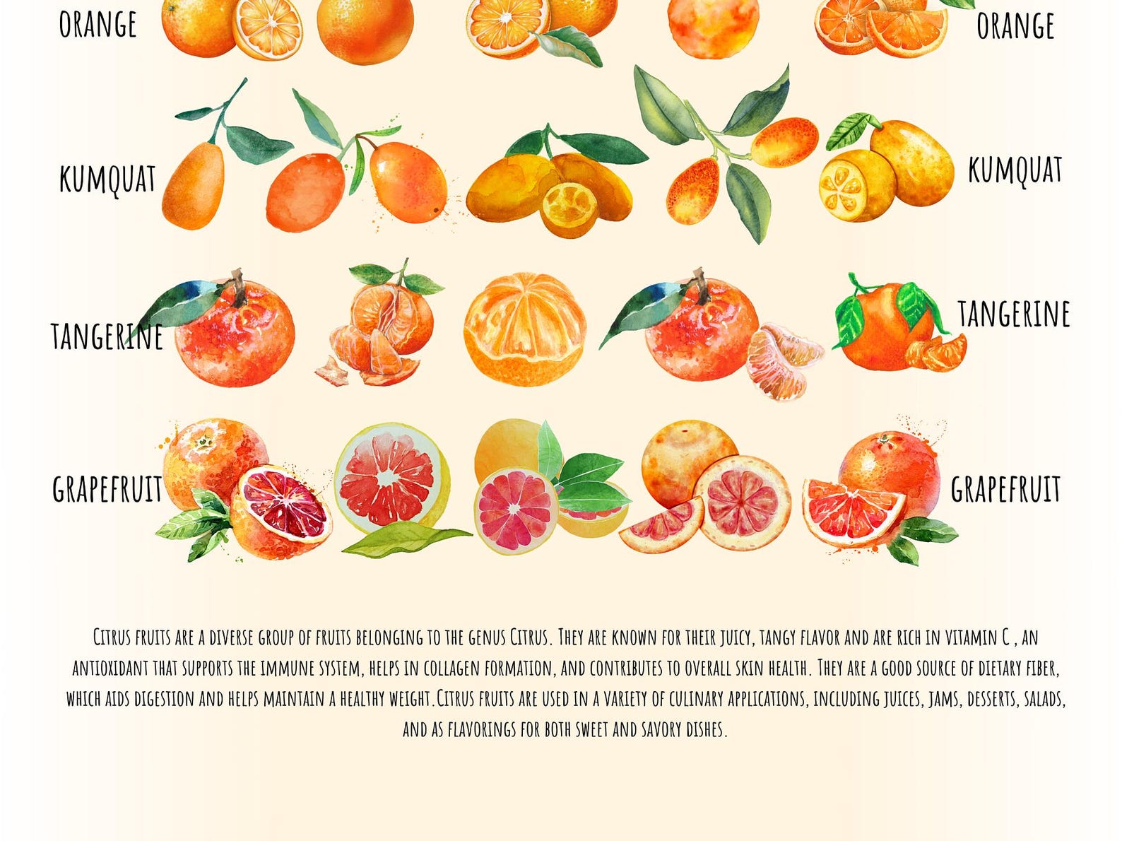 Citrus Fruits, Large Printable Art, Downloadable Prints, Digital ...