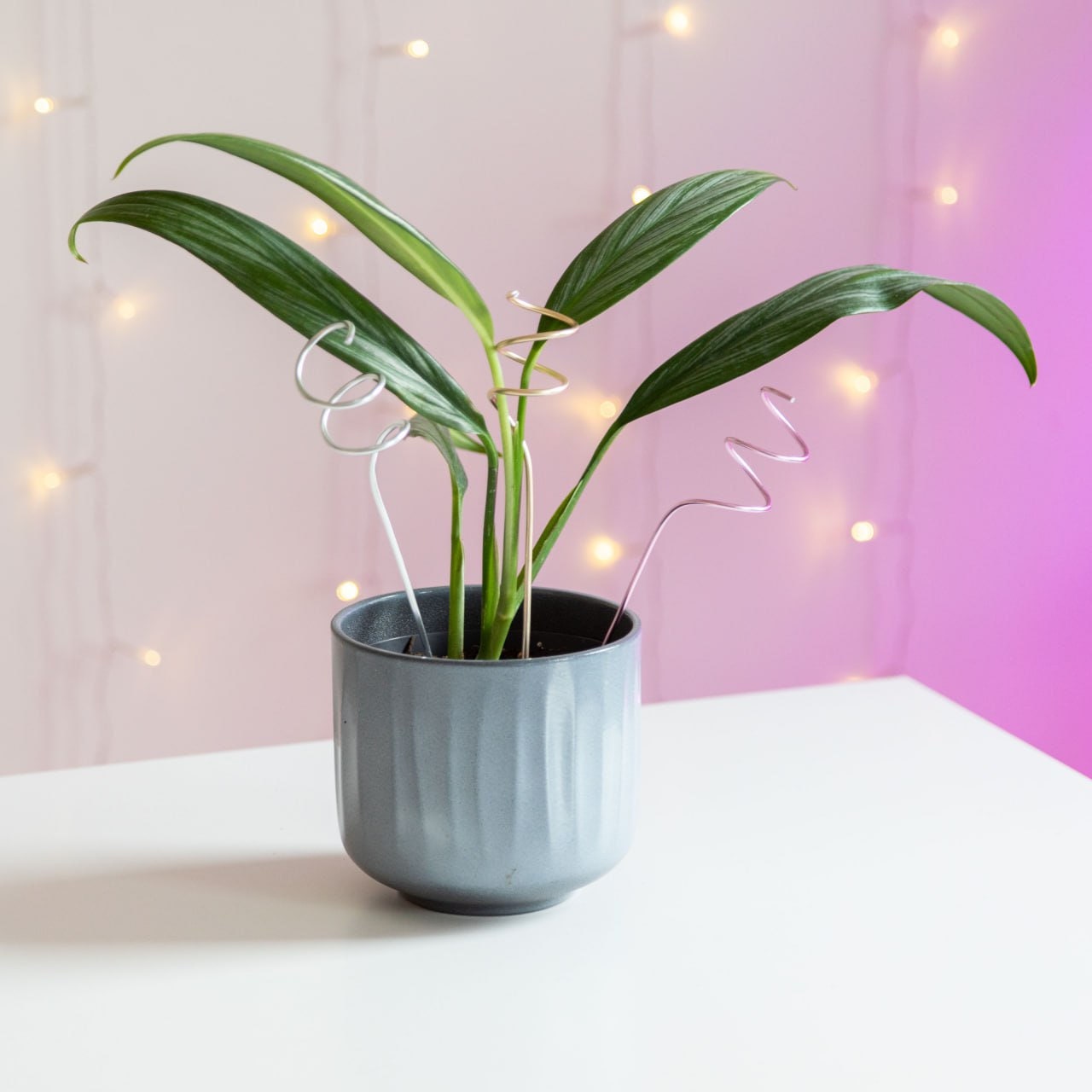 Plant Support Spiral - Etsy