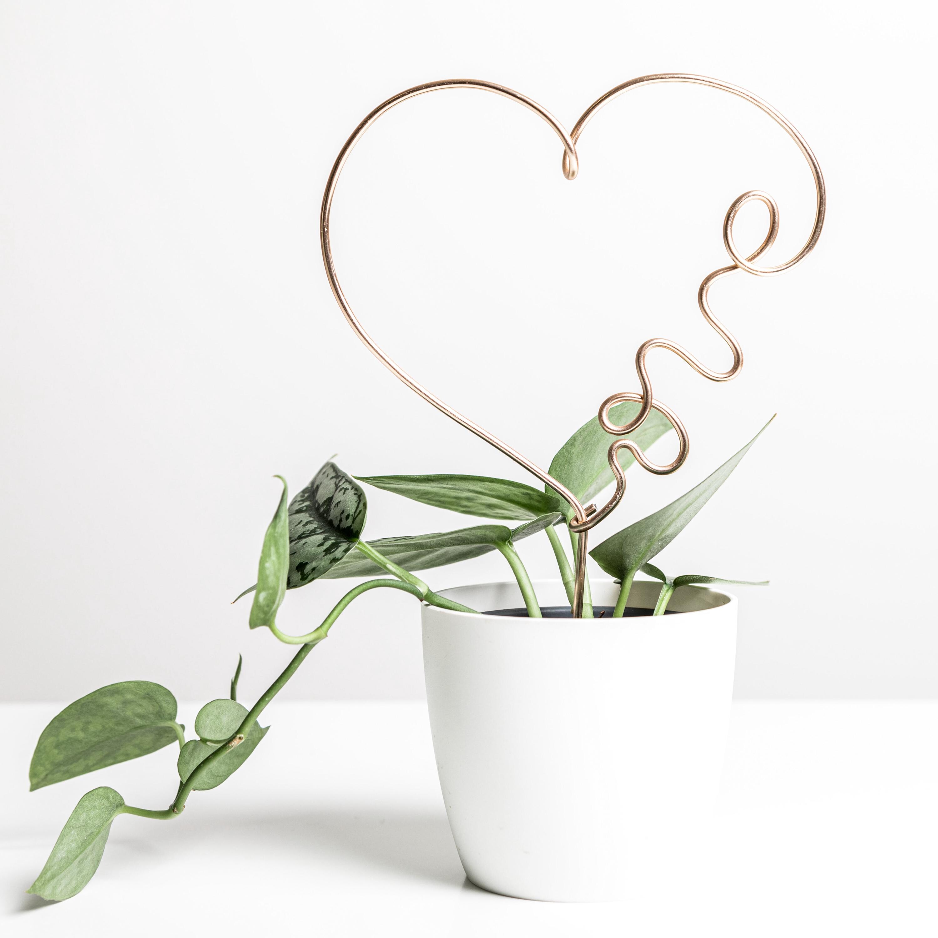 Plant Support Heart Love - Etsy