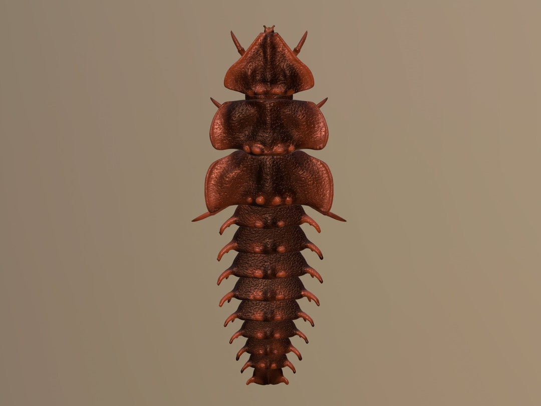 Trilobite Beetle- 3D Print File, Downloadable STL File for 3D Printing ...