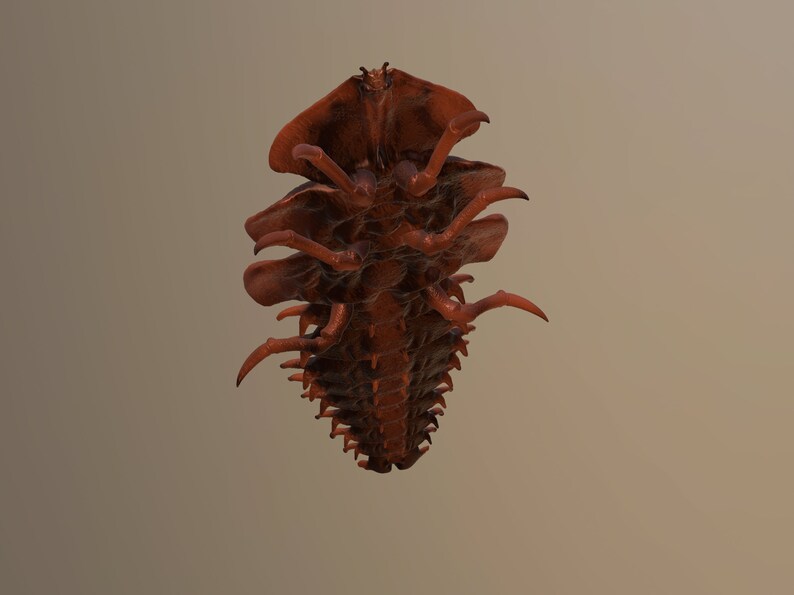 Trilobite Beetle 3D Print File, Downloadable STL File for 3D Printing ...