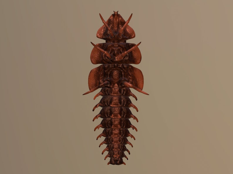 Trilobite Beetle 3D Print File, Downloadable STL File for 3D Printing ...