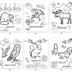 Pacific Northwest Animals Coloring Book - Digital Download - Fun and ...