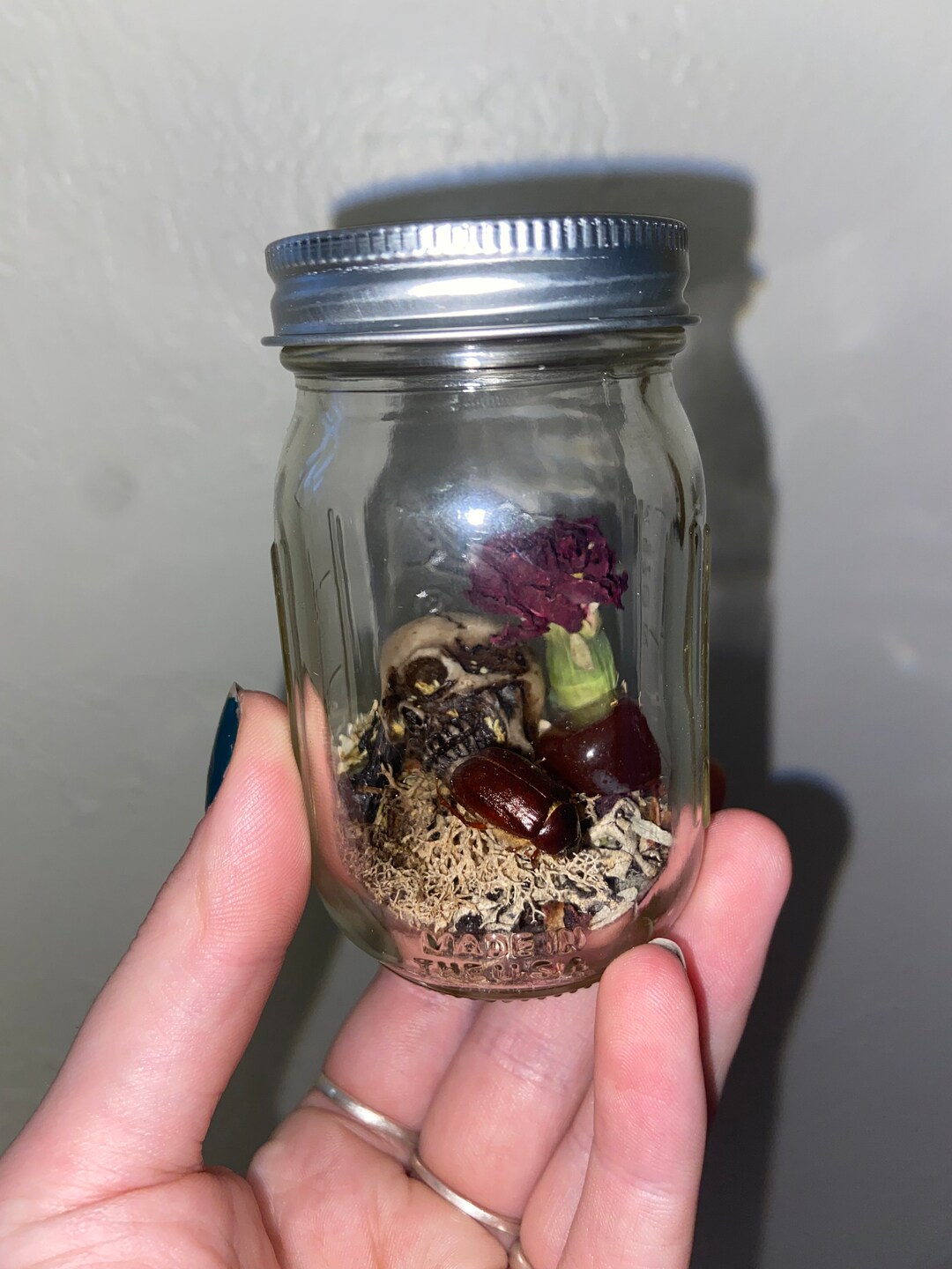 Oddity Jar Bugs Insect Curiosity - Etsy
