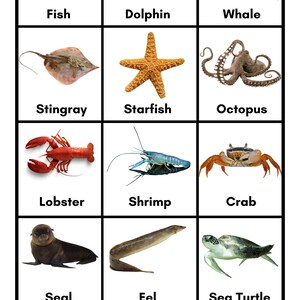 Sea Animals-english-daycare-montessori-homeschool-speech Therapy-aba ...