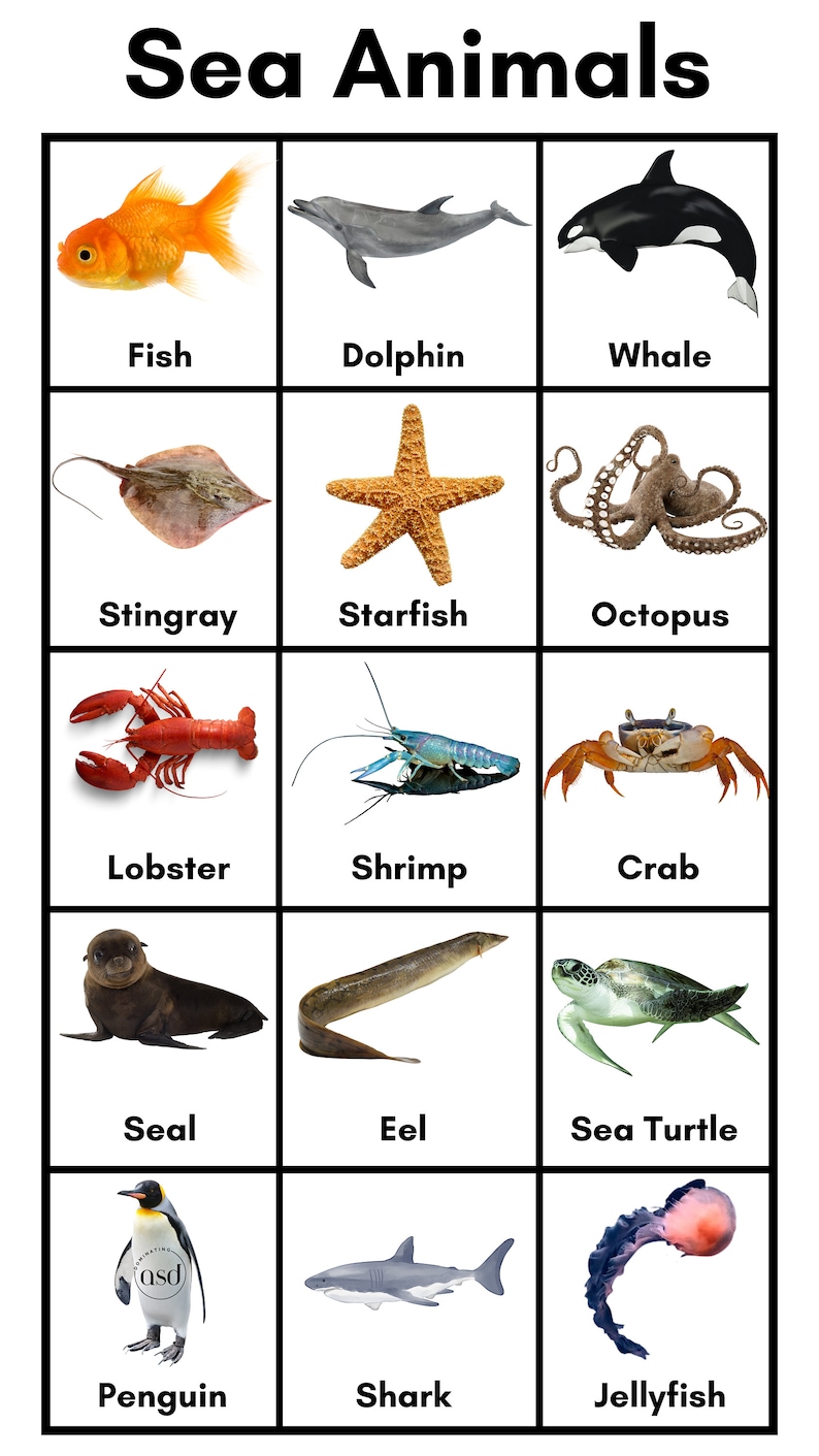 Sea Animals-english-daycare-montessori-homeschool-speech Therapy-aba ...