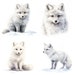 12 Polar Fox in Snow Clipart, Digital Download, Printable Watercolor ...