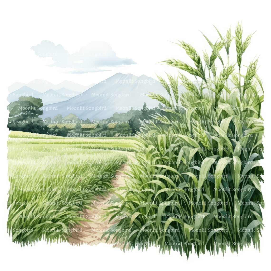 12 Rice Fields Clipart, Digital Download, Printable Watercolor Clipart ...