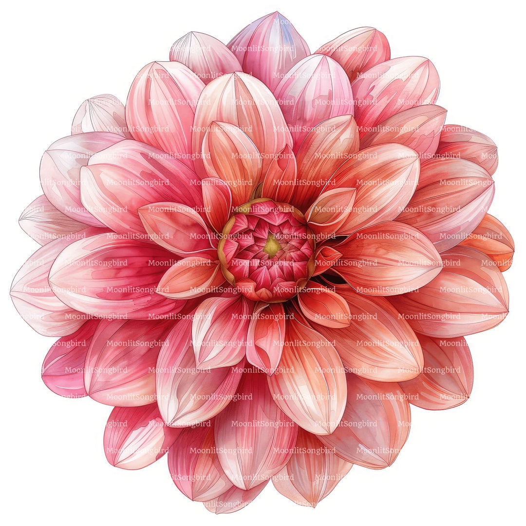 10 Pink Dahlia Flowers Clipart, Digital Download, Printable Watercolor ...