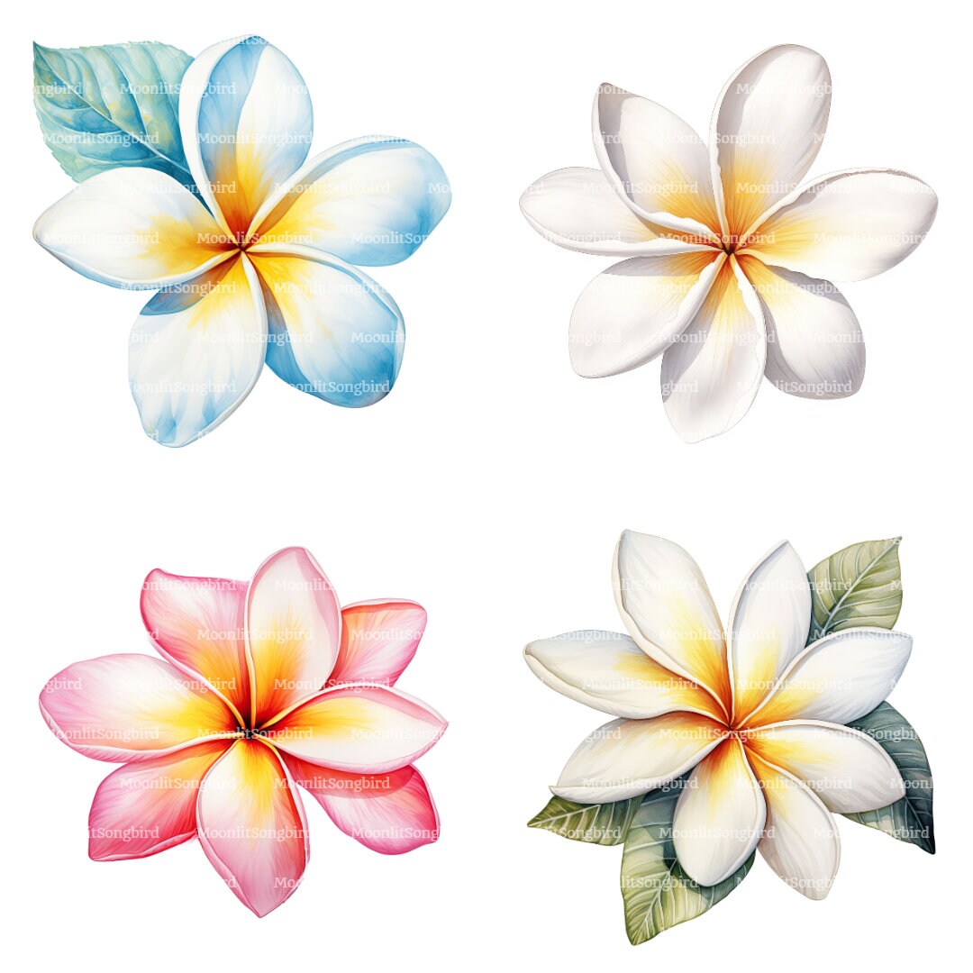 12 Frangipani Flowers Clipart, Digital Download, Printable Watercolor ...