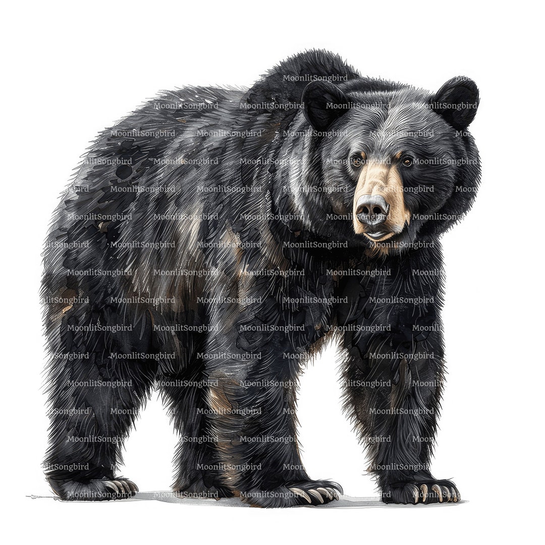 12 Black Bear Clipart, Digital Download, Printable Watercolor Clipart ...