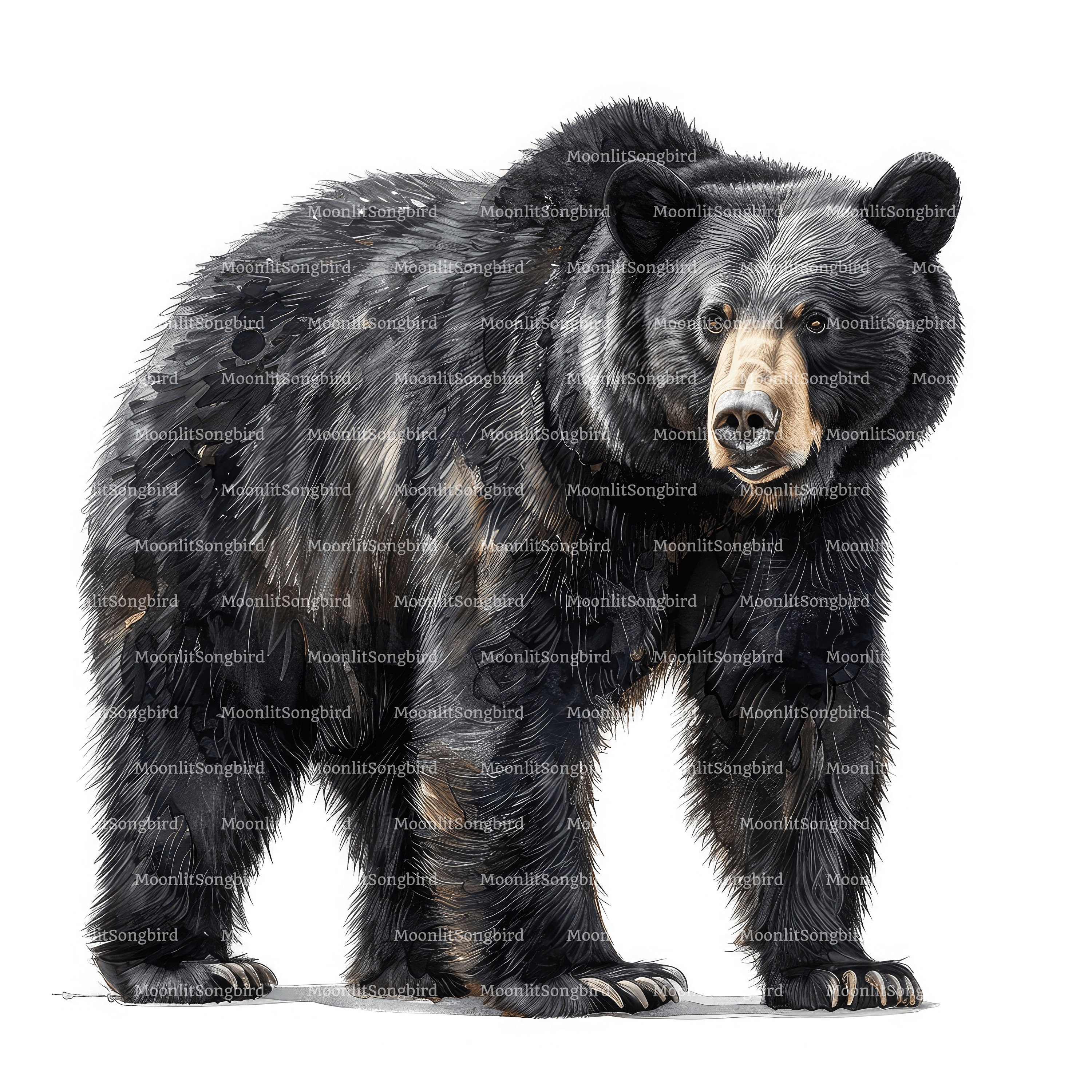 12 Black Bear Clipart, Digital Download, Printable Watercolor Clipart ...