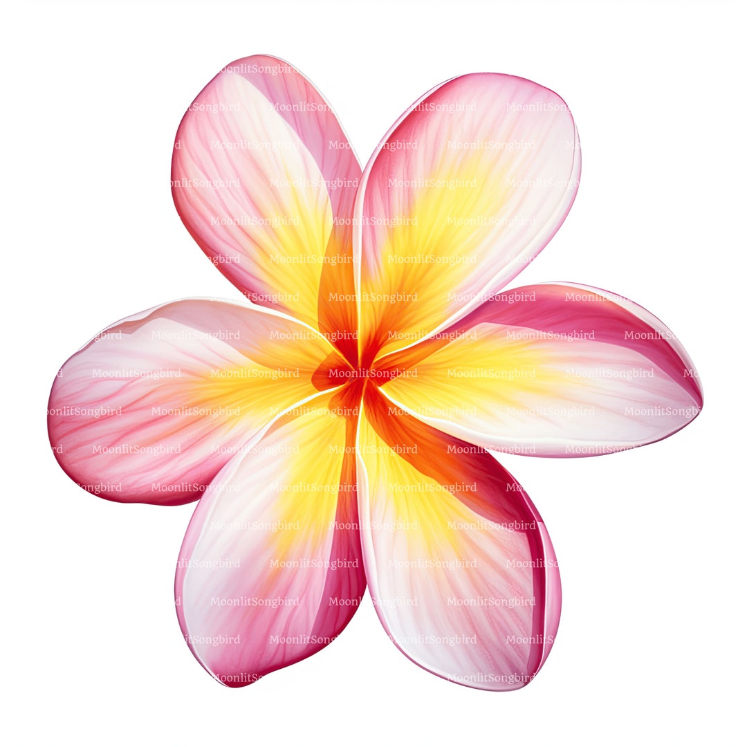 12 Frangipani Flowers Clipart, Digital Download, Printable Watercolor ...