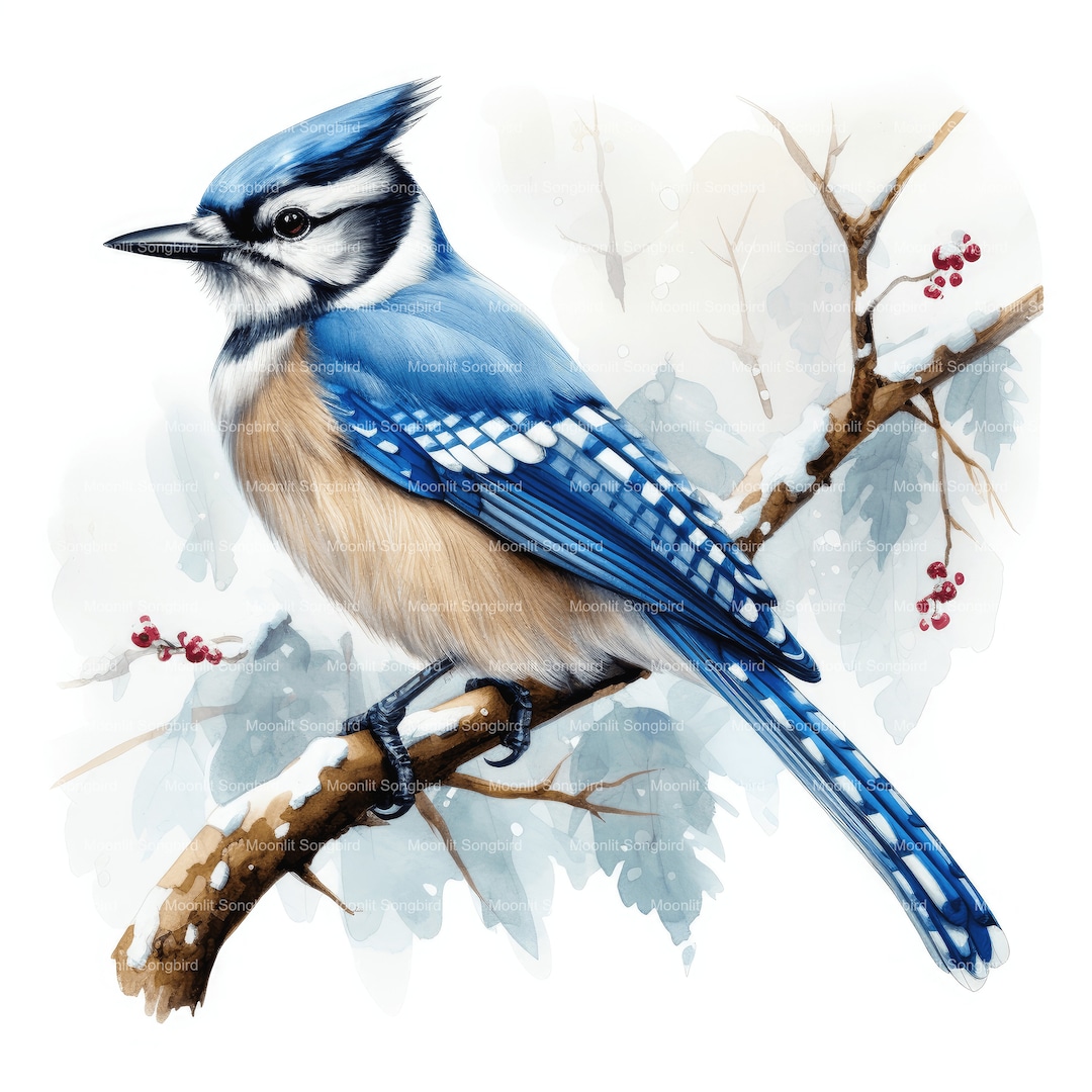 10 Blue Jay on Snowy Branch Clipart, Digital Download, Printable ...