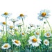 10 Field of Daisies Clipart, Digital Download, Printable Watercolor ...