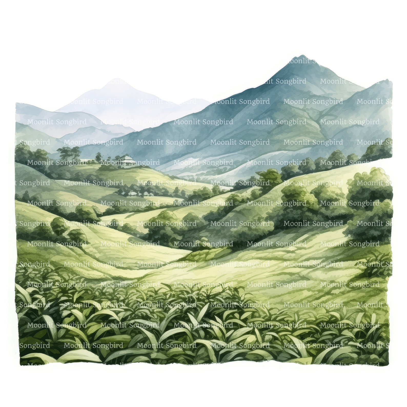12 Tea Fields Clipart, Digital Download, Printable Watercolor Clipart ...