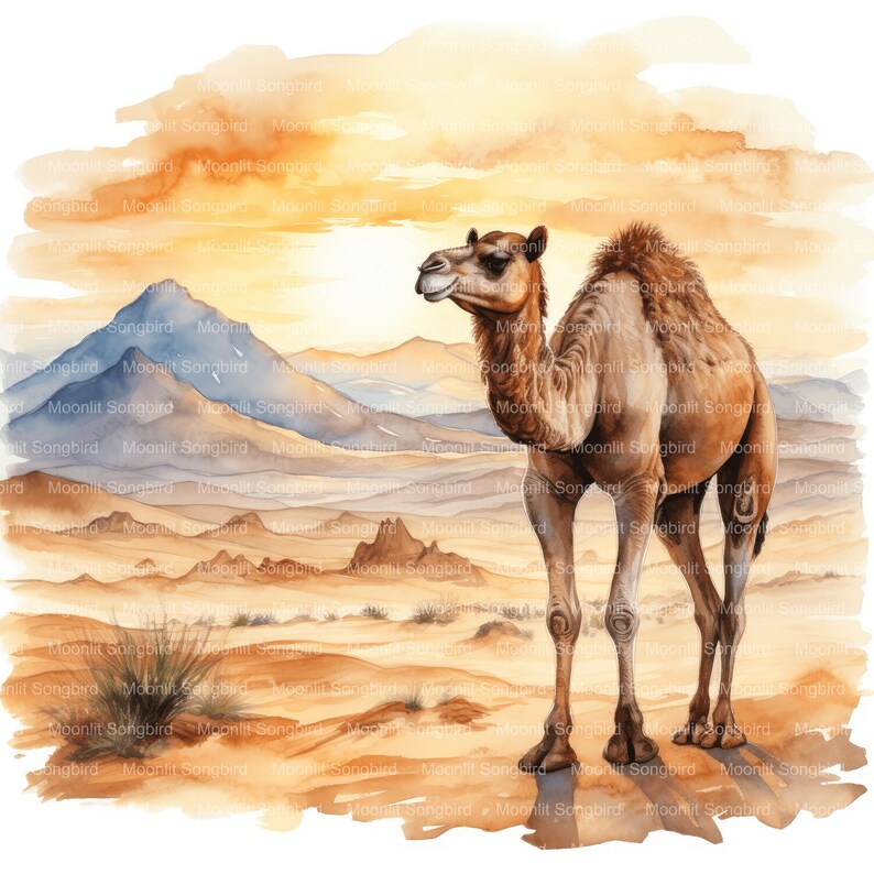 10 Camel in Desert at Sunset Clipart, Digital Download, Printable ...