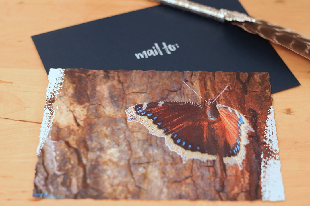 4 Featured Peeking Friends Post Cards Featuring Wildlife Photos - Etsy