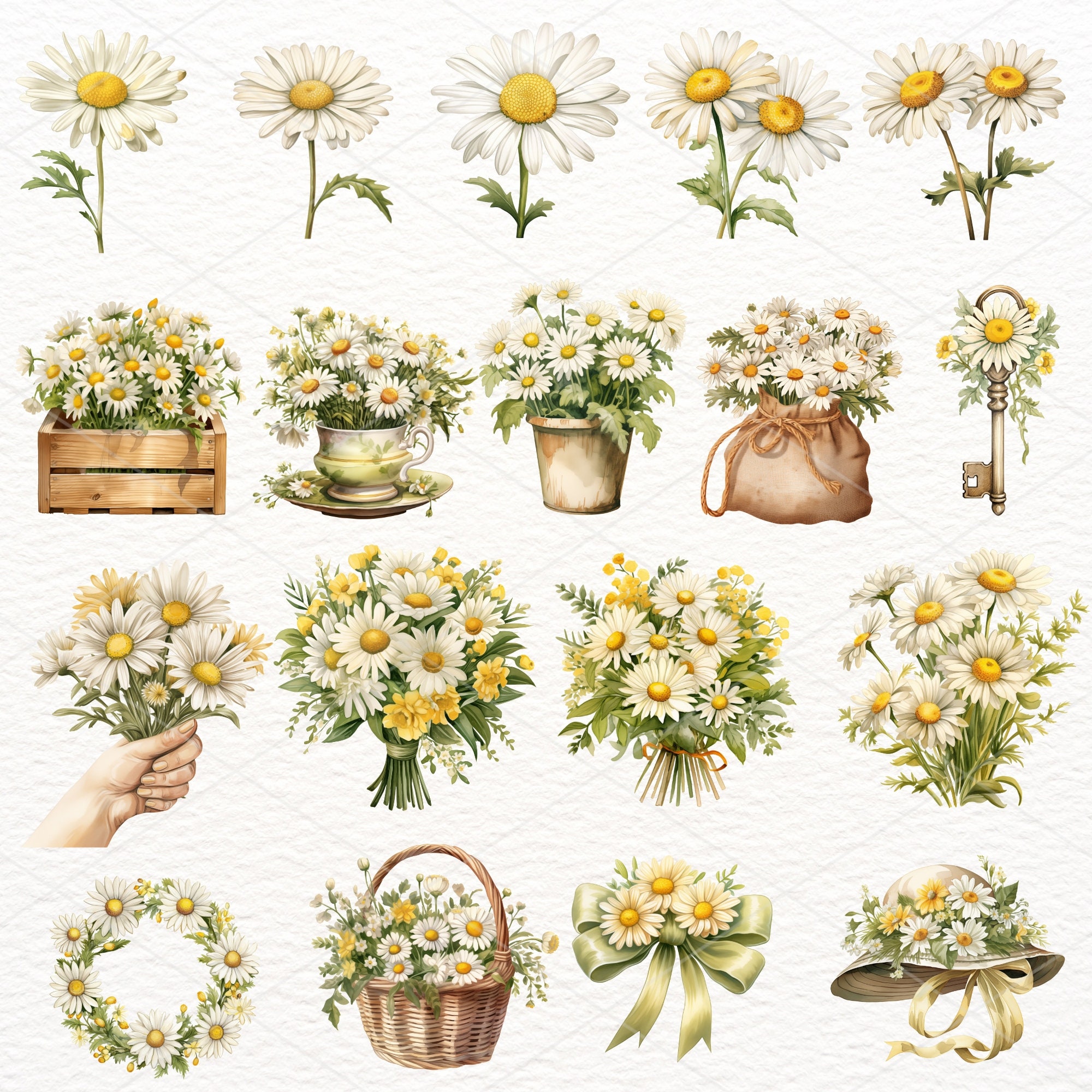 Watercolor Daisies Clipart, Spring Floral PNG, Wildflowers Clipart ...