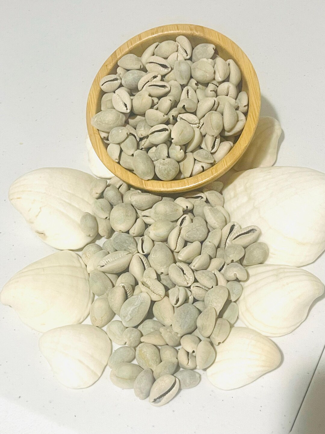 Natural African Cowries - Nigerian Cowry Seashell - Etsy