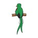 Quetzal Illustration PNG, SVG - Etsy