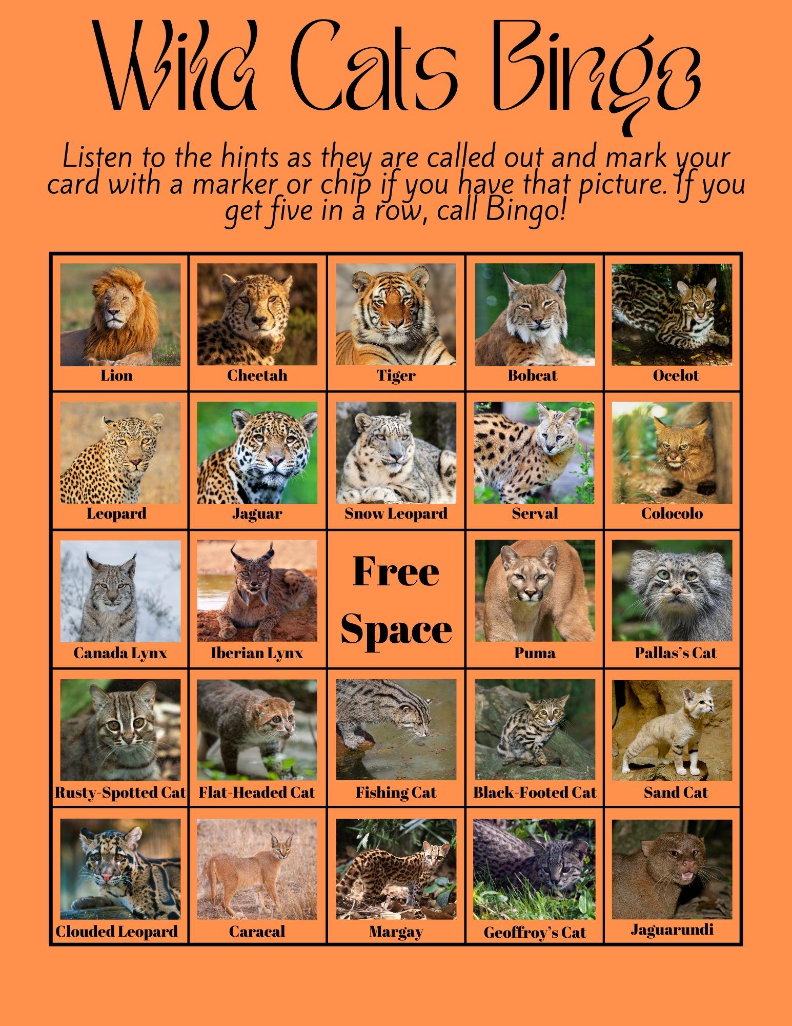 Wild Cats Bingo - 35 Unique Cards - Etsy