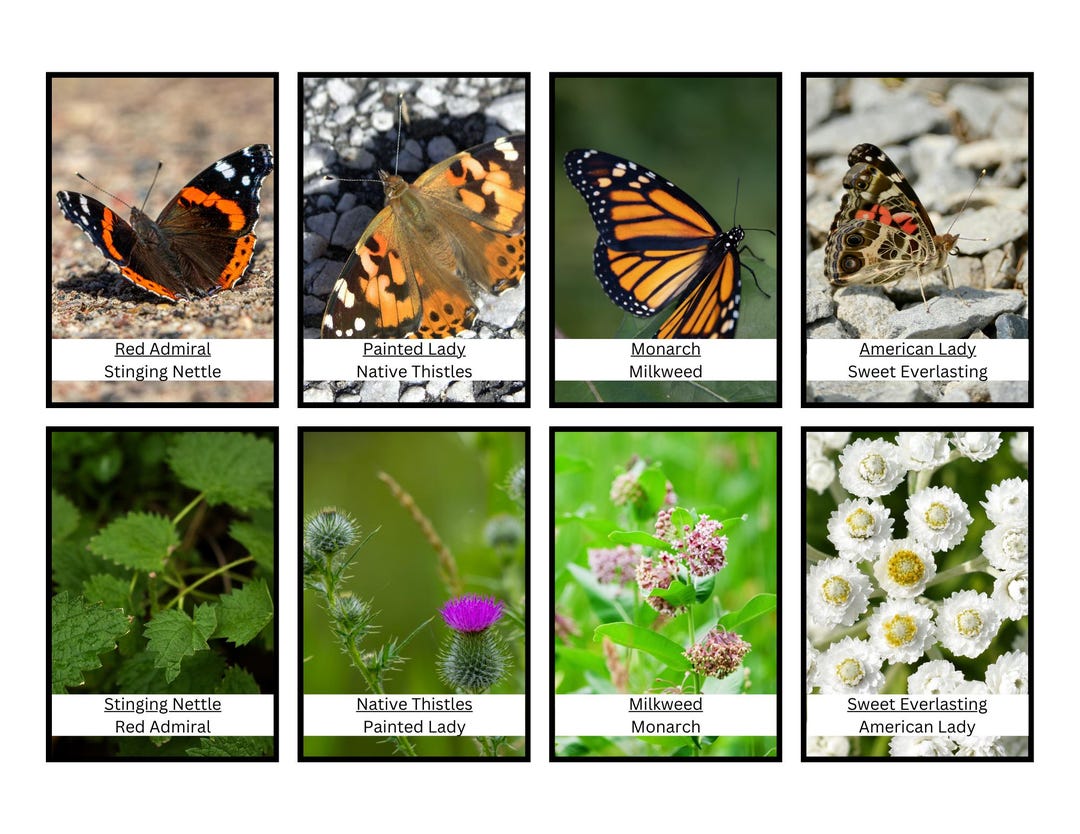 Butterfly to Host Plant Memory Match Game (learn Butterflies and Plants ...