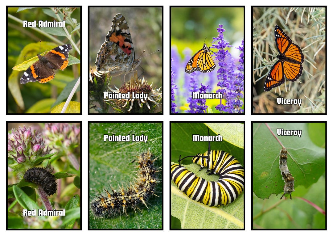 Butterfly-caterpillar, Matching Card Game, Learn Butterflies - Etsy