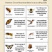 Pollinator Bingo (35 Cards) - Etsy
