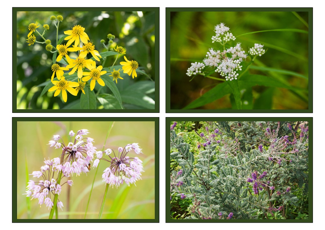 Native Plant Flashcards, Set of 36 - Etsy
