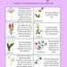 Wildflower Bingo (35 Unique Cards) - Etsy