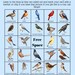 Backyard Bird Bingo (35 Unique Cards) - Etsy