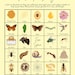 Pollinator Bingo- 35 Unique Cards, Summer Activity - Etsy