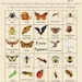 Pollinator Bingo (35 Cards) - Etsy