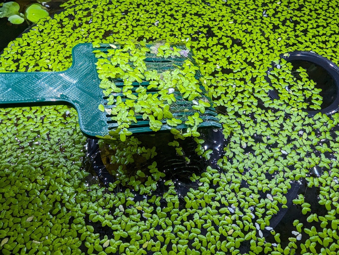 Aquaharvest Ecopicker - Floating Plant Picker Tool - Duckeweed Removal ...