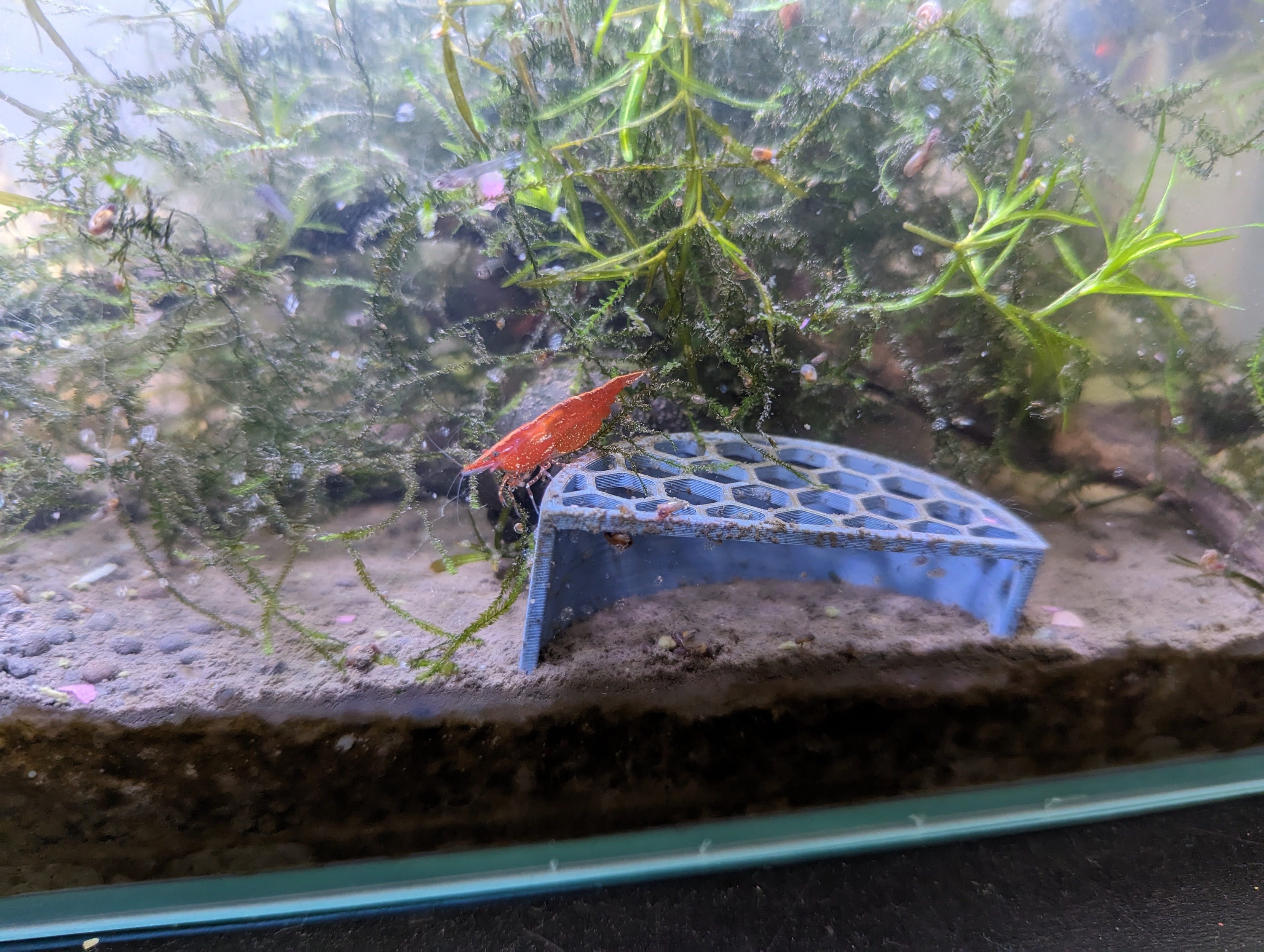 Shrimp Cave - Shrimp Hide - Shrimp Shelter - Shrimp Breeding Tunnel ...