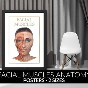 Facial Anatomy Posters, Facial Muscles, Aesthetic Clinic Posters, Nurse ...