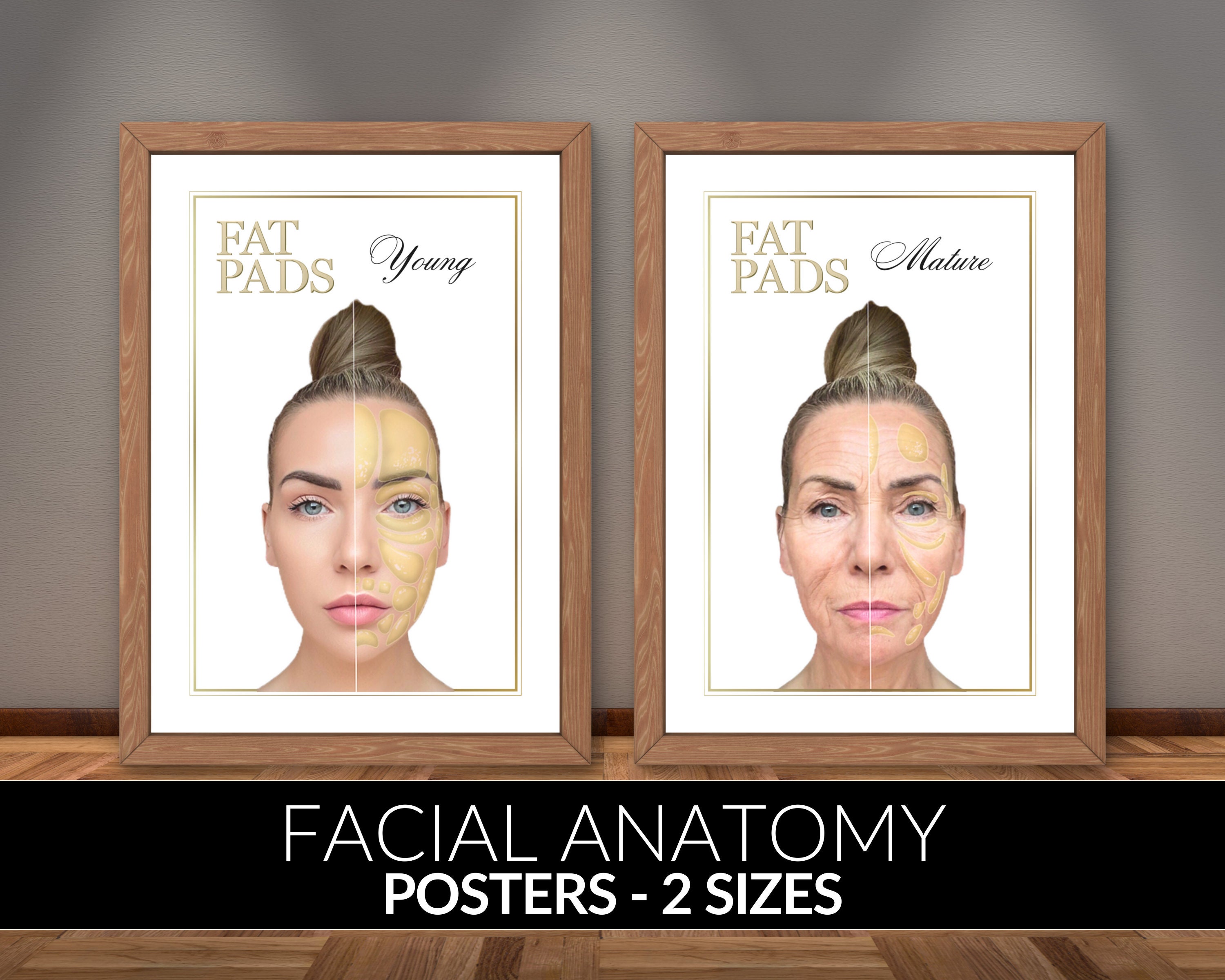 Facial Anatomy Posters, Facial Fat Pads, Aesthetic Clinic Posters ...